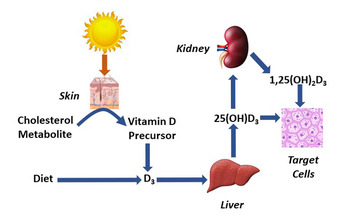 Does Vitamin D Prevent Type 1 Diabetes? - Health Tips From The Professor