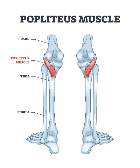 Your Popliteus Muscle And Knee Pain - Health Tips From The Professor